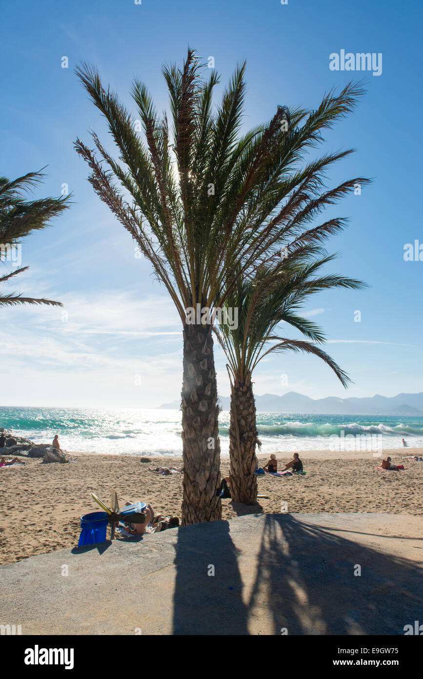 Palm trees on the beach in Cannes, France Stock Photo - Alamy