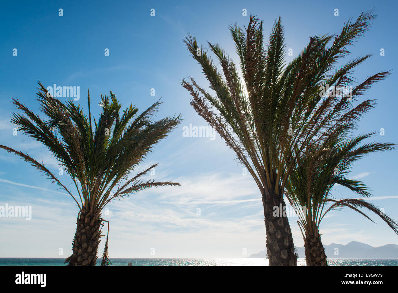 Cannes france palm tree hi-res stock photography and images - Alamy