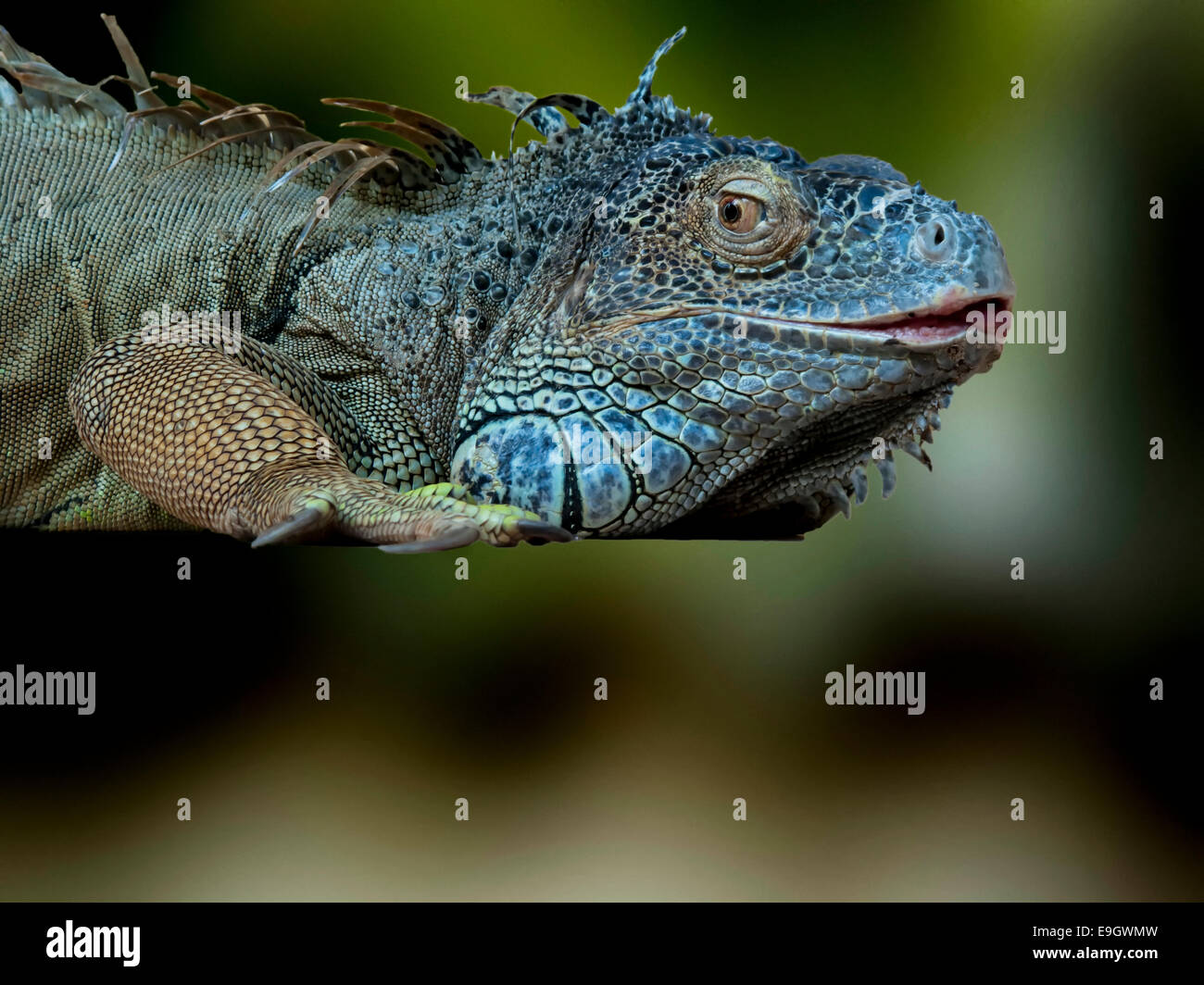 Blue iguana hi-res stock photography and images - Alamy