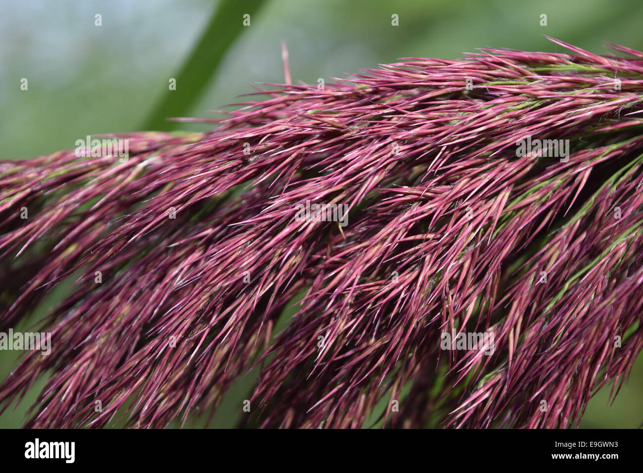 Drooping ferns in a swamp Stock Photo - Alamy