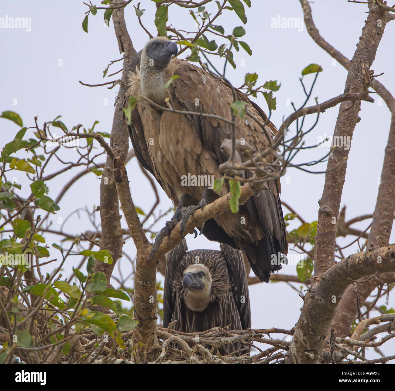 Vulture nest hi-res stock photography and images - Alamy