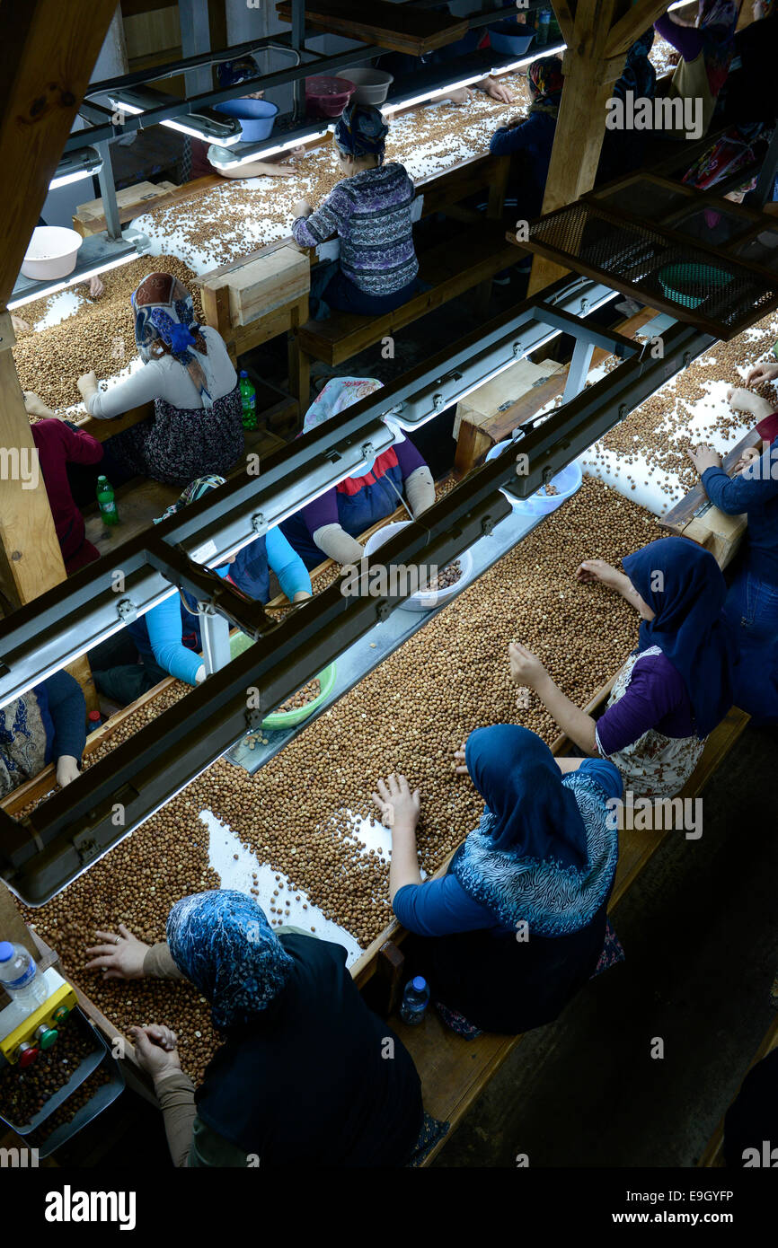TURKEY Duzce, hazelnut processing plant of Karter in Cumayeri , women ...