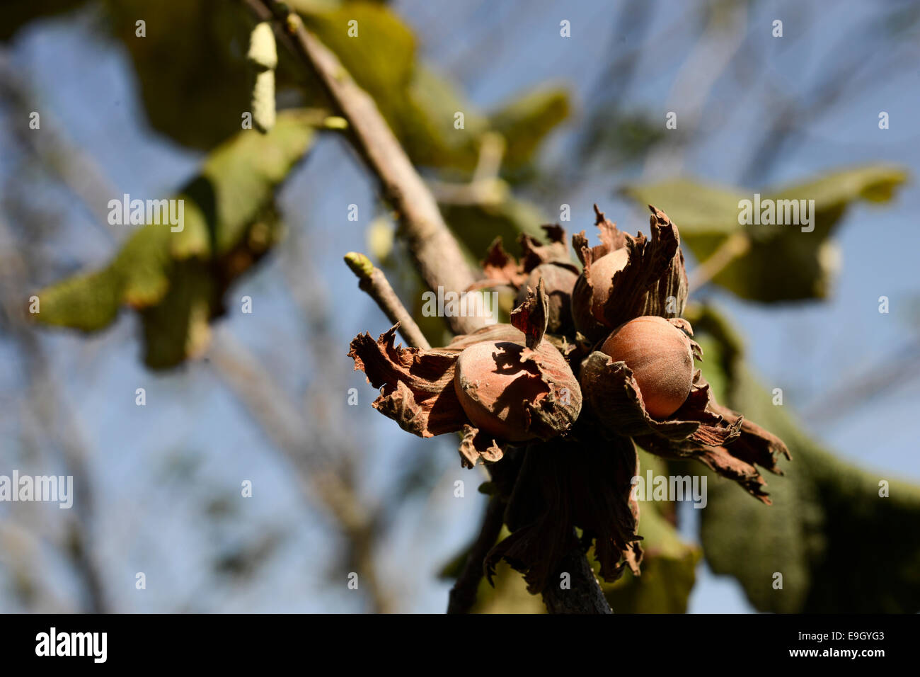 Turkey hazelnuts farm hi-res stock photography and images - Alamy