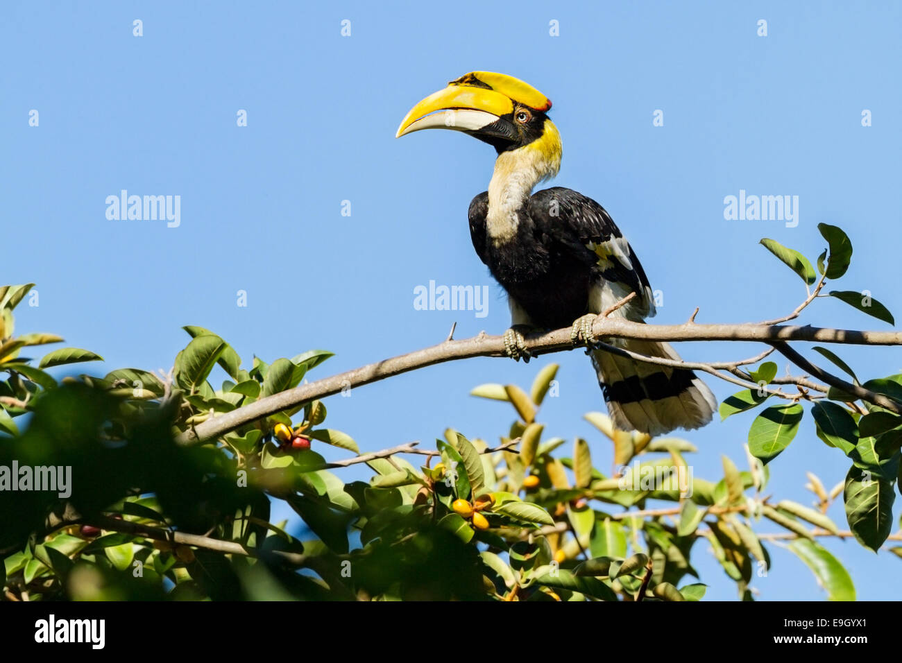 Adult female Great hornbill (Buceros bicornis) in tropical rainforest ...