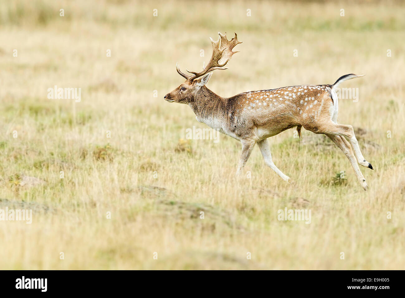 Deer Running Towards Camera