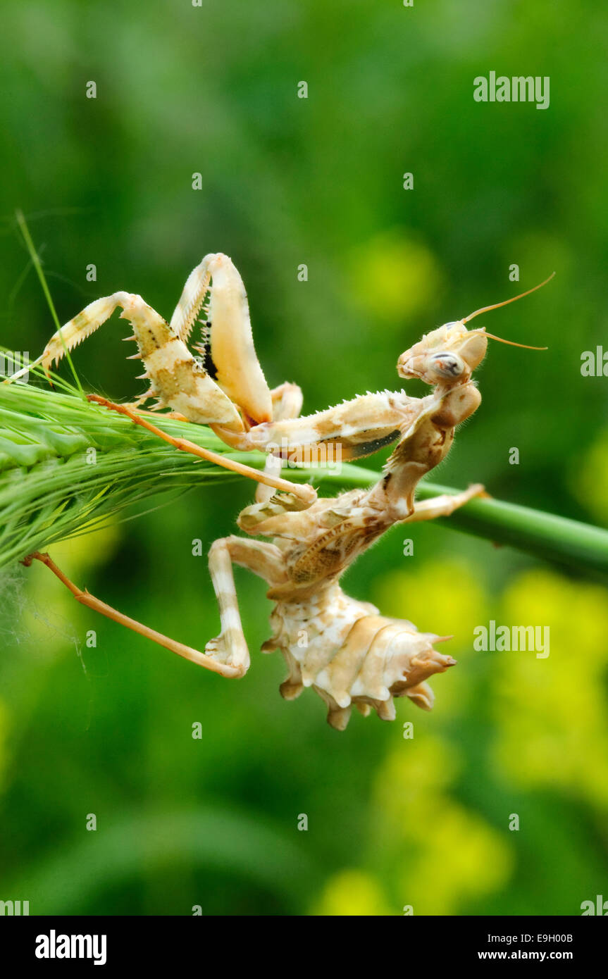 Brown color praying mantis hi-res stock photography and images - Alamy