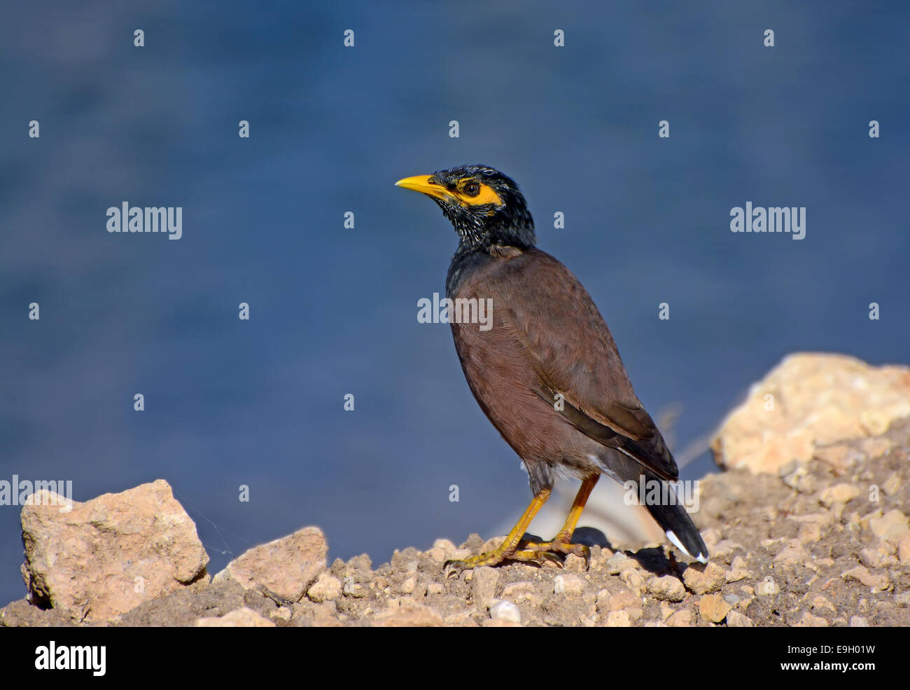 Common myna hi-res stock photography and images - Alamy