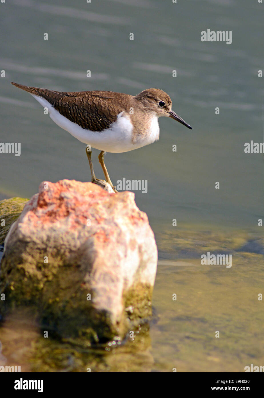 Sandpiper habitat hi-res stock photography and images - Alamy