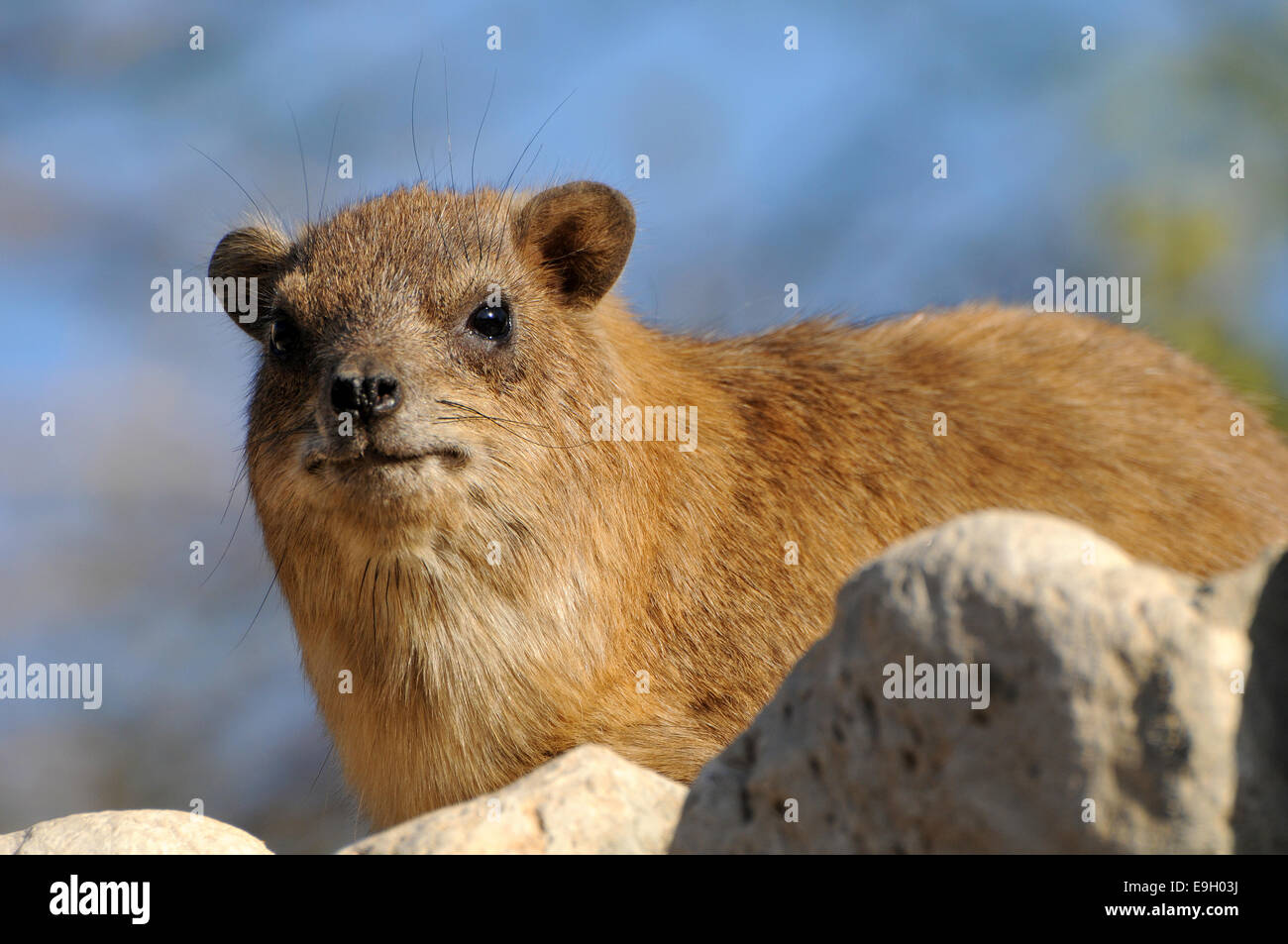 Rock Hyrax portrait Stock Photo - Alamy