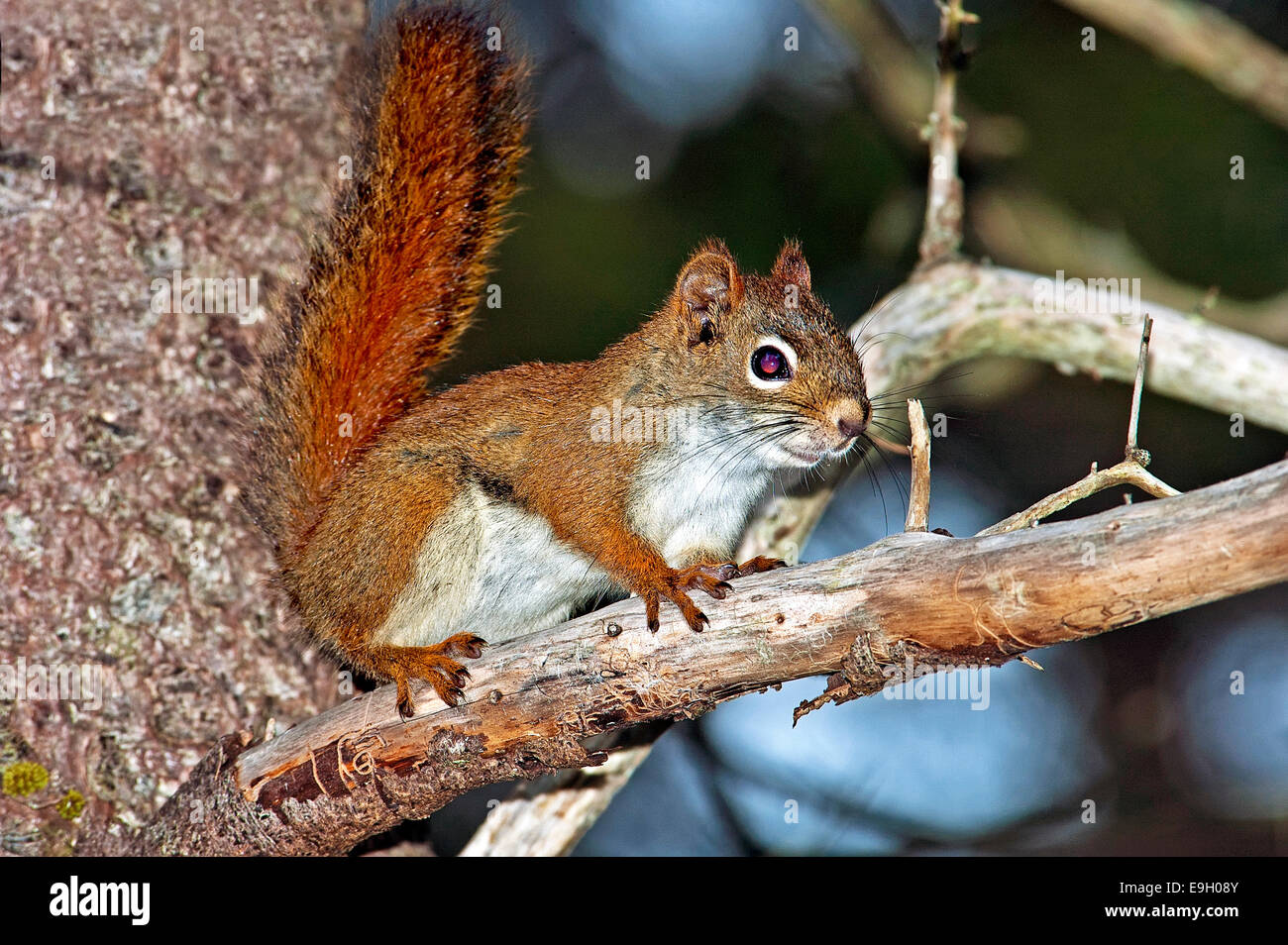 American red squirrel ,Tamiasciurus hudsonicus Stock Photo - Alamy