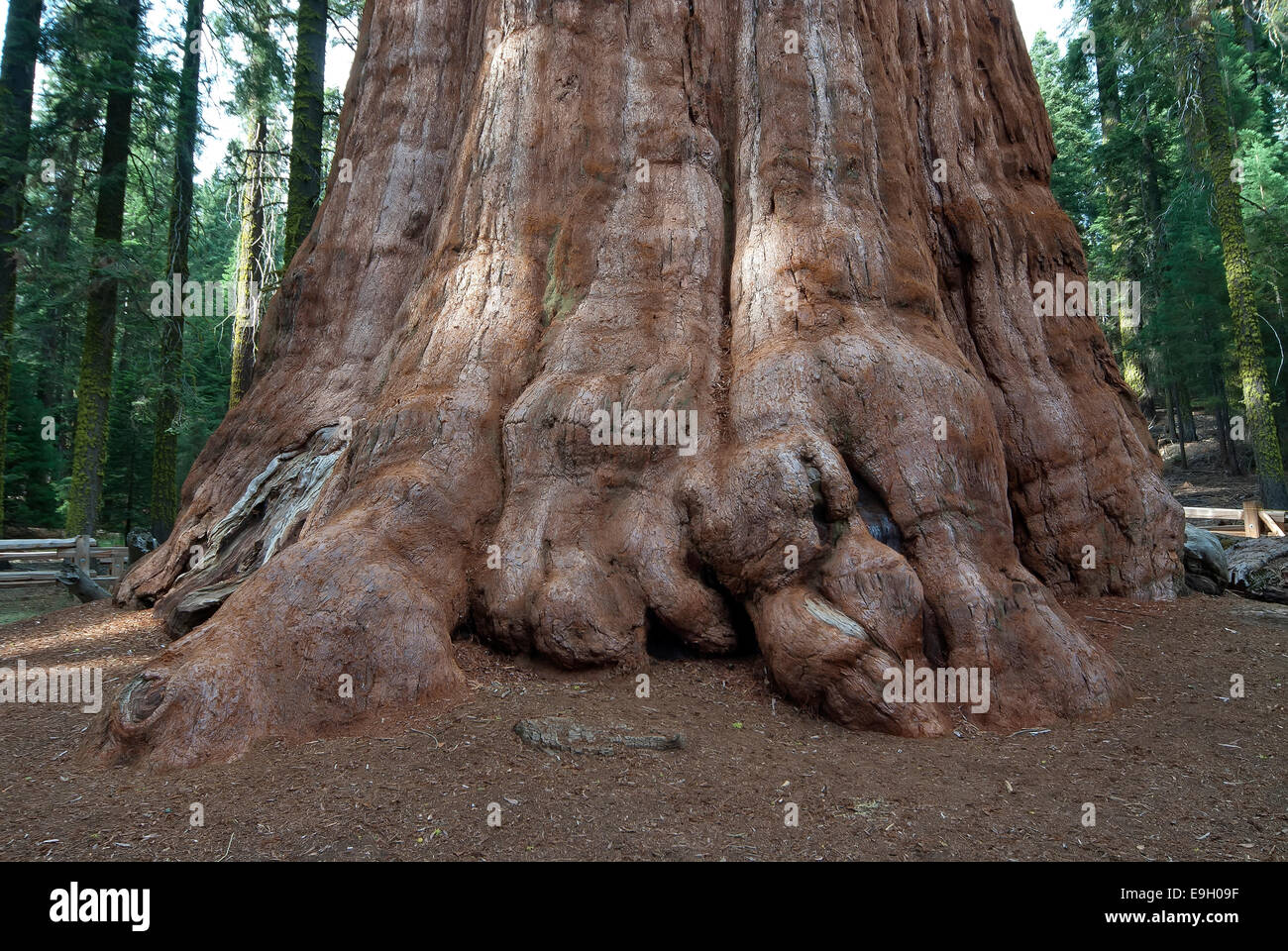 Seqouia tree hi-res stock photography and images - Alamy
