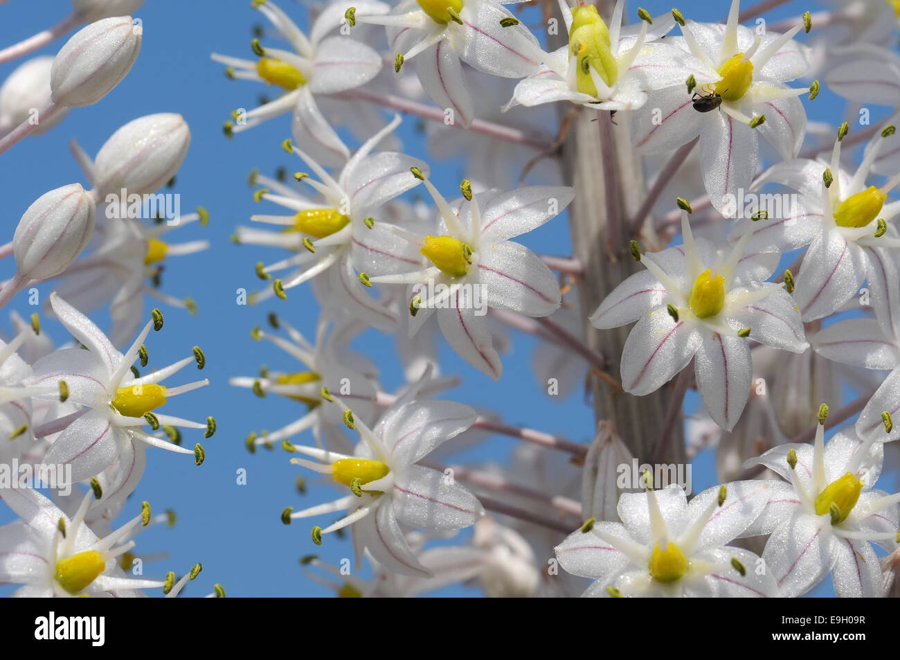 Maritime Squill. Scilla maritima, flowers Stock Photo - Alamy