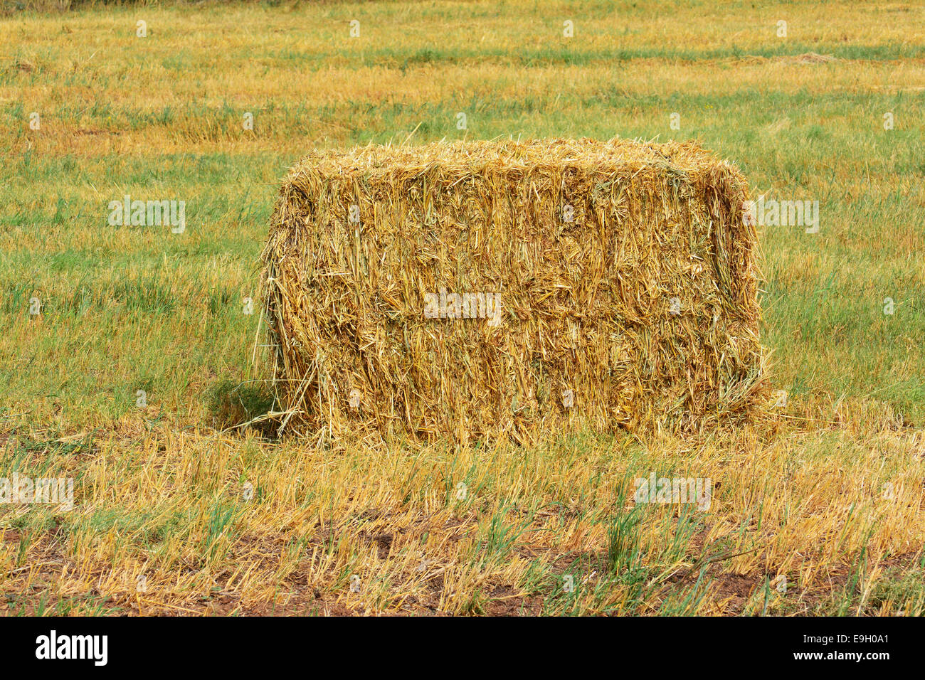 Bale straw in field close hi-res stock photography and images - Alamy