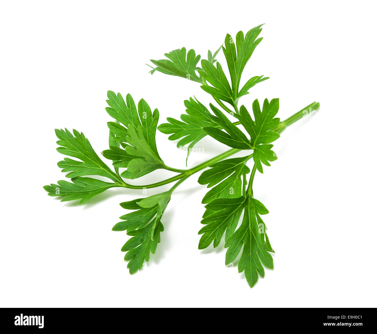 Wet parsley hi-res stock photography and images - Alamy