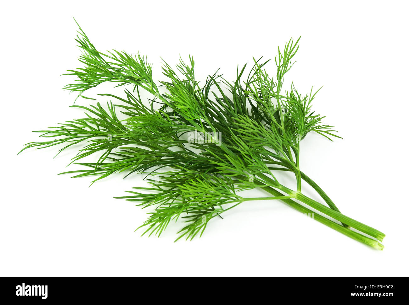 fresh dill on white background Stock Photo - Alamy