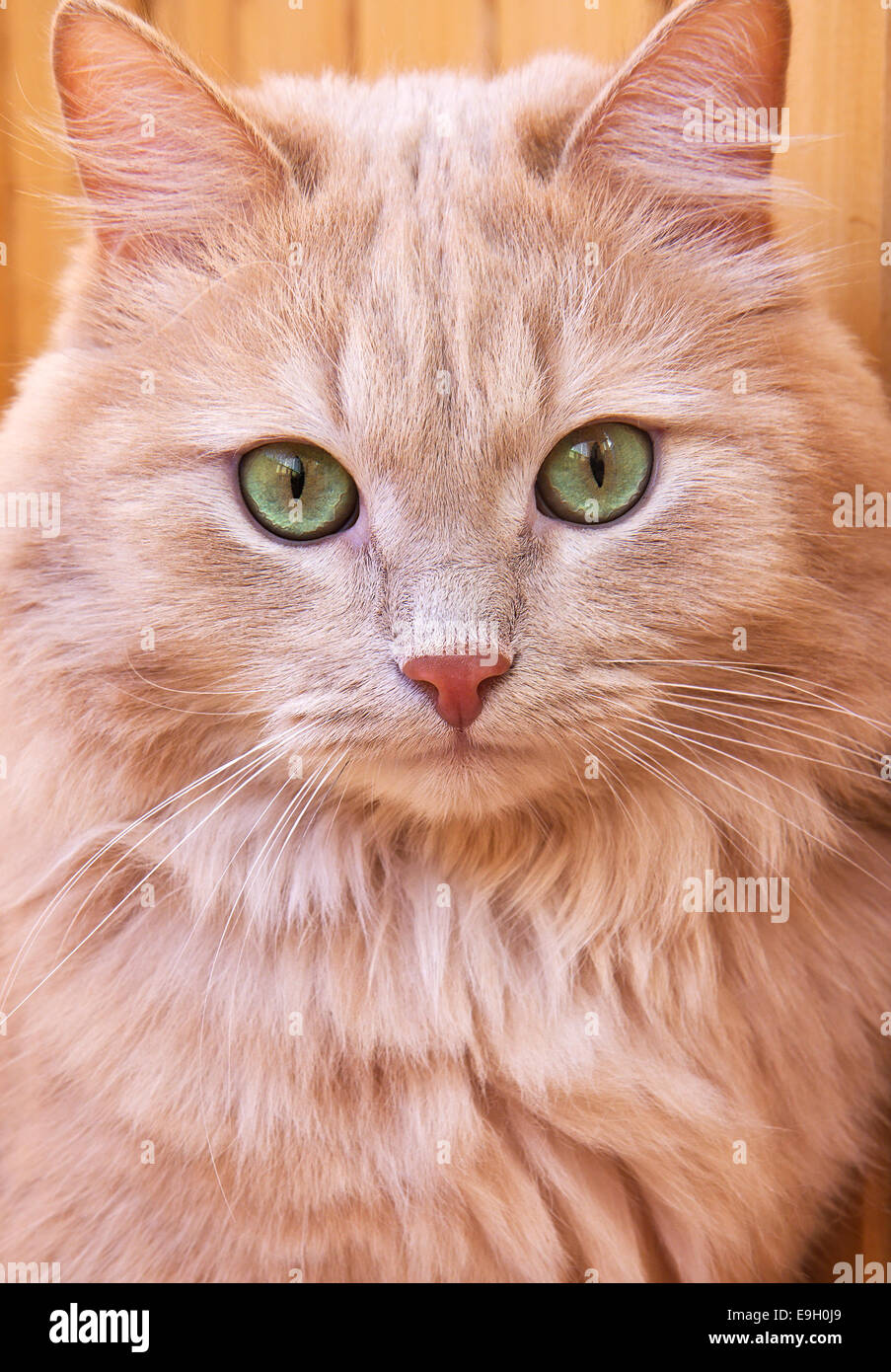 Red orange cat face hi-res stock photography and images - Alamy