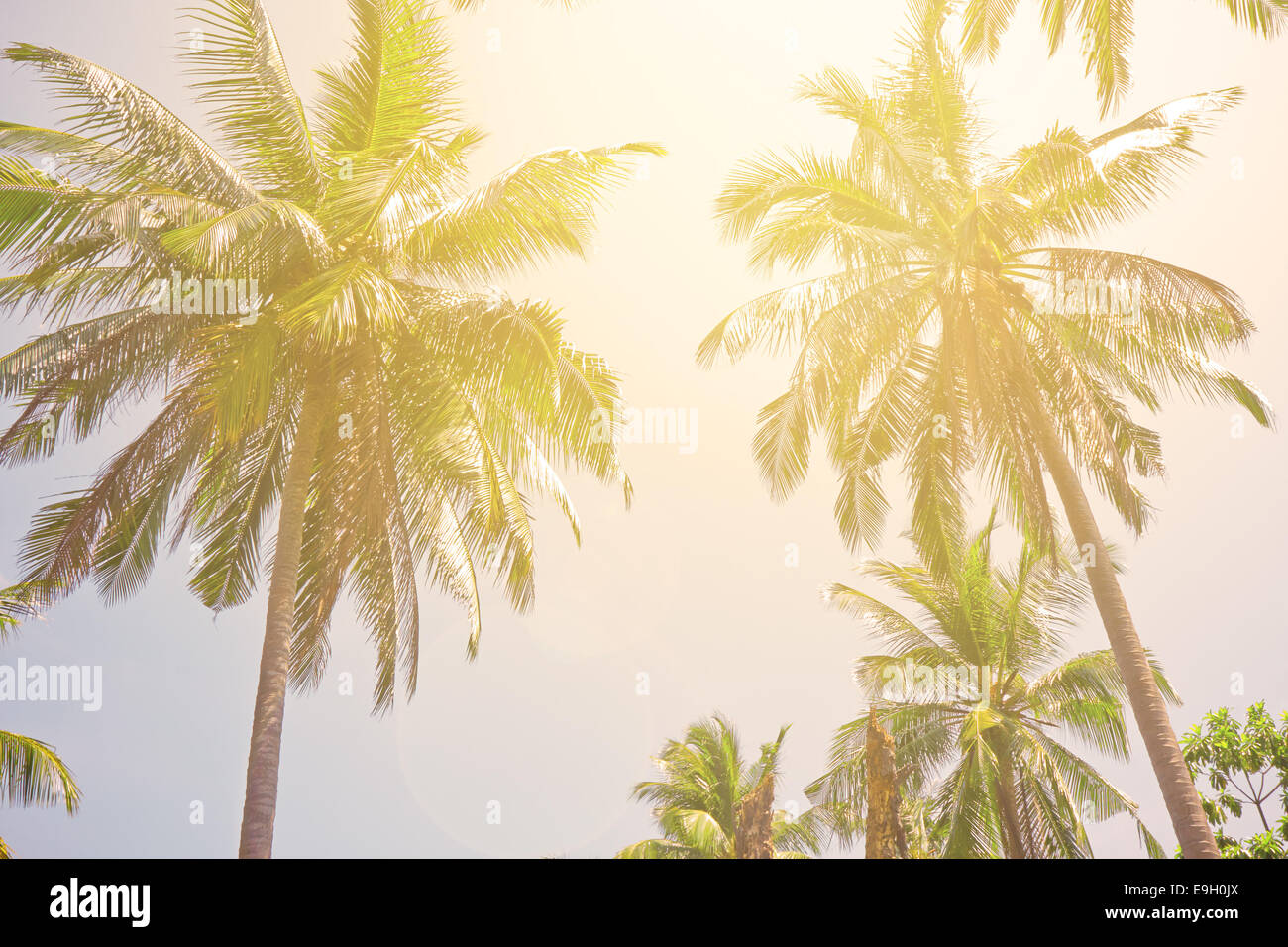 Coconut palm trees perspective view Stock Photo - Alamy