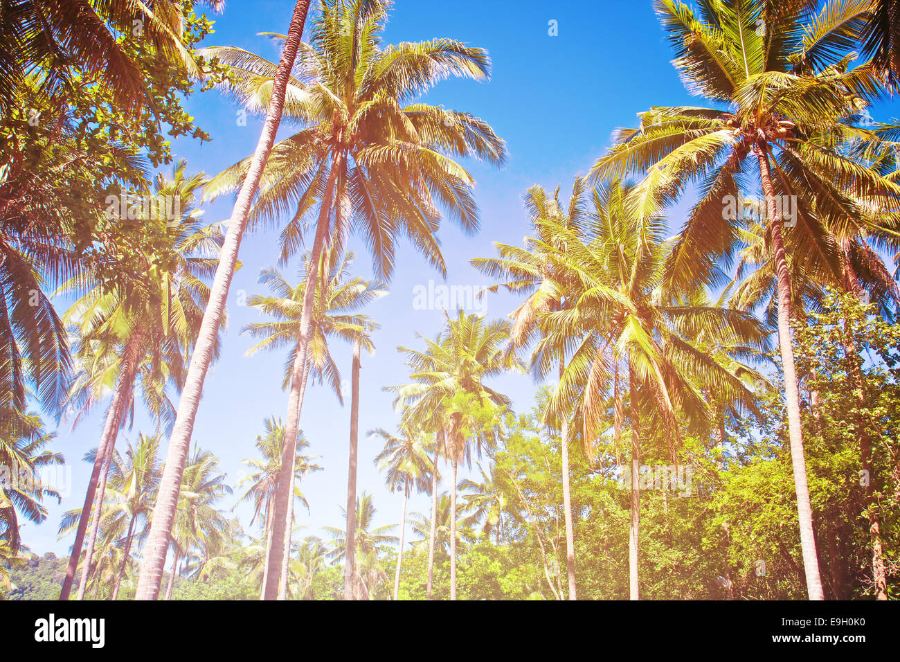 Coconut palm trees perspective view Stock Photo - Alamy