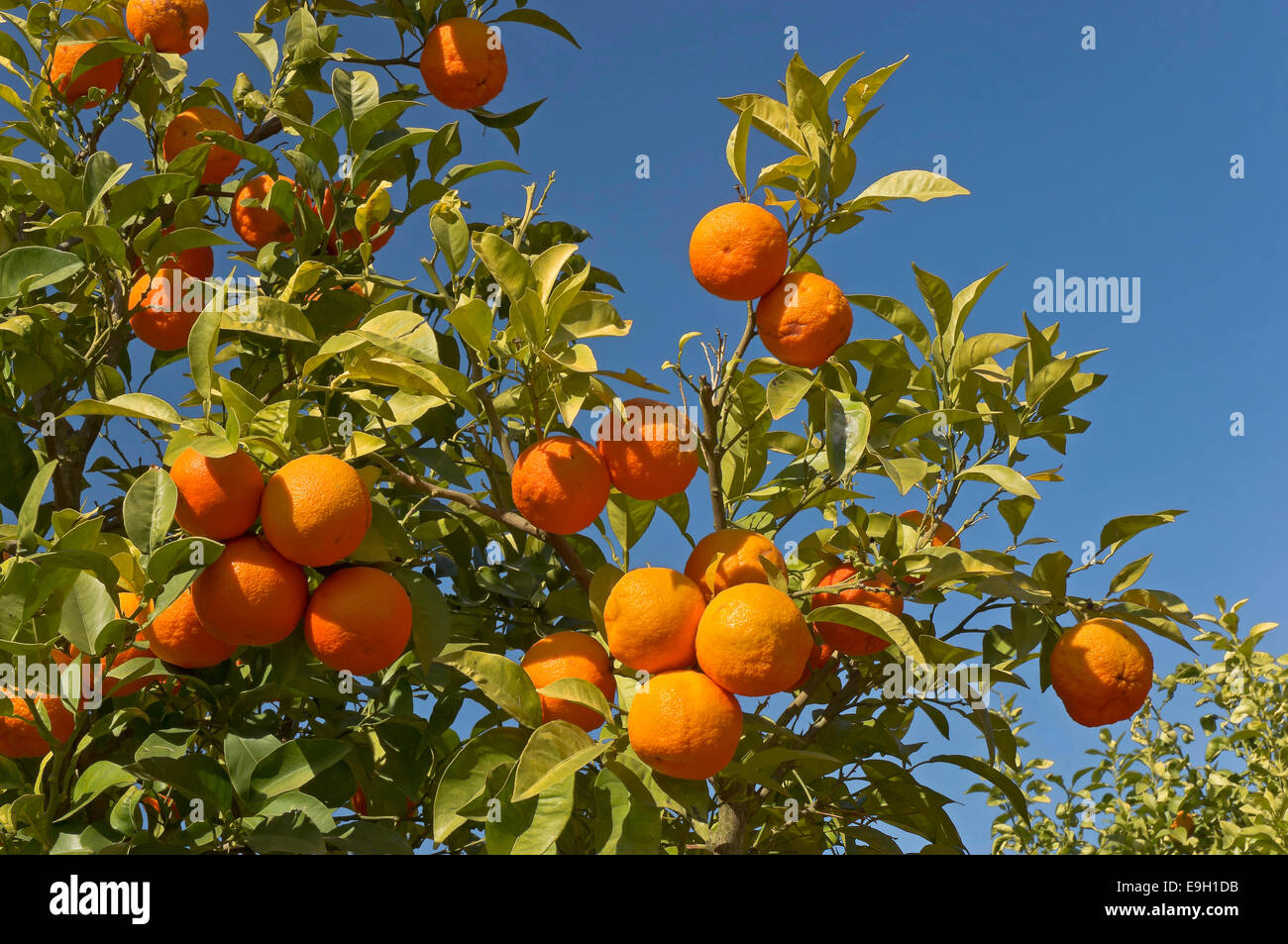 Seville orange trees hi-res stock photography and images - Alamy