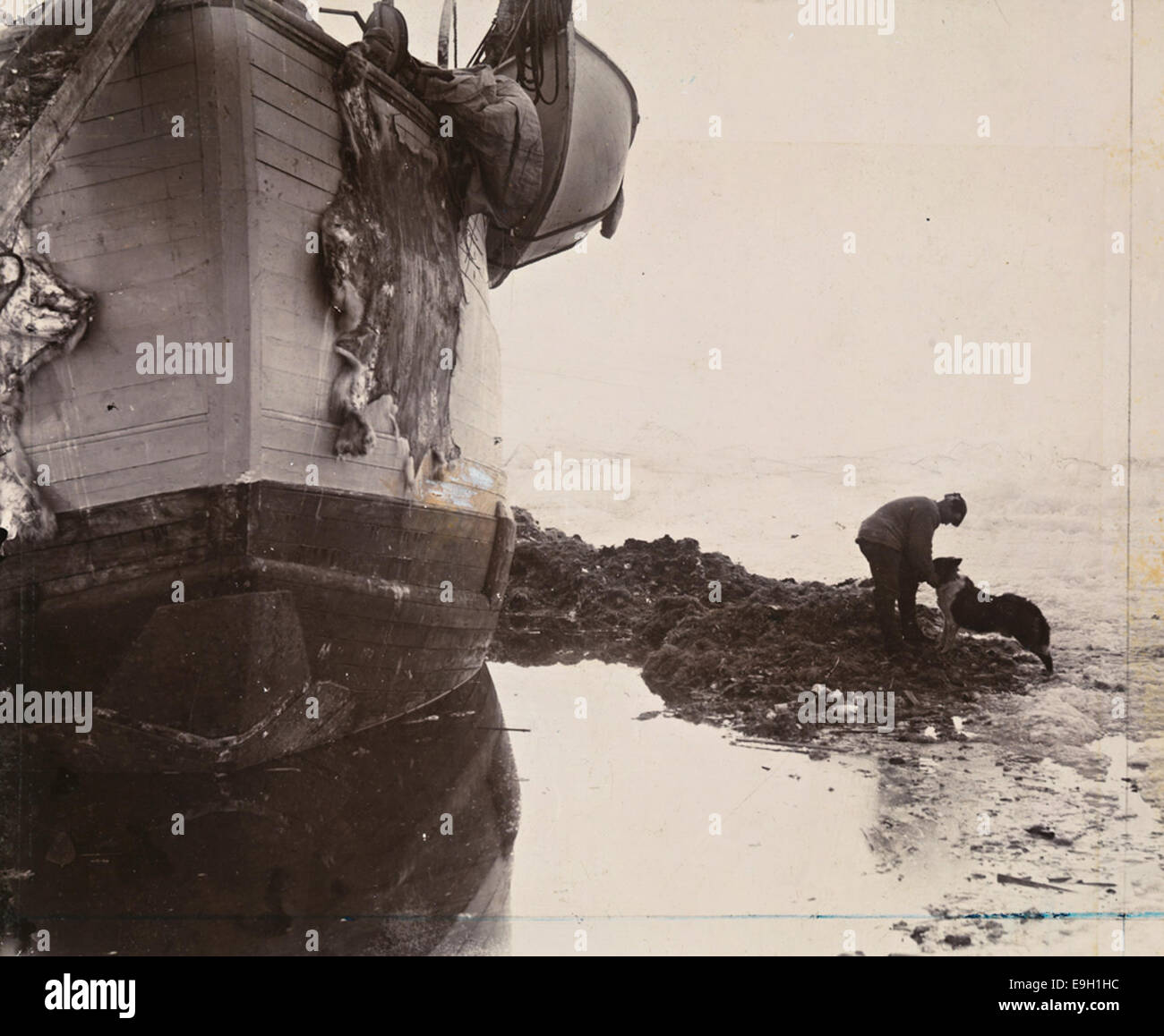 This 1894 photograph shows Fredrik Hjalmar Johansen with his dog Sultan ...