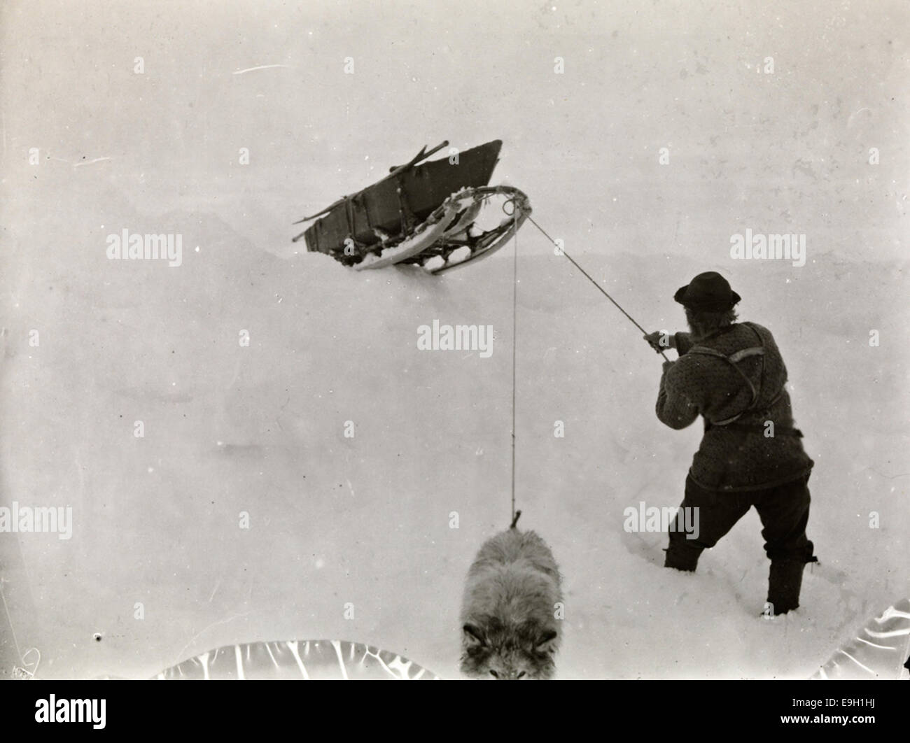 A photograph of Fredrik Hjalmar Johansen pulling a sled in the Arctic ...