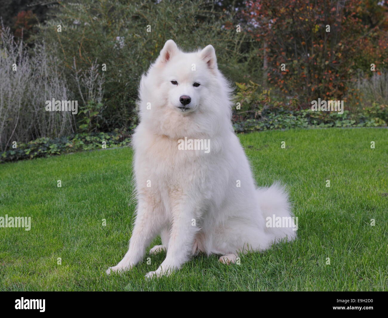 Can A Kaikadi And A Samoyed Be Friends