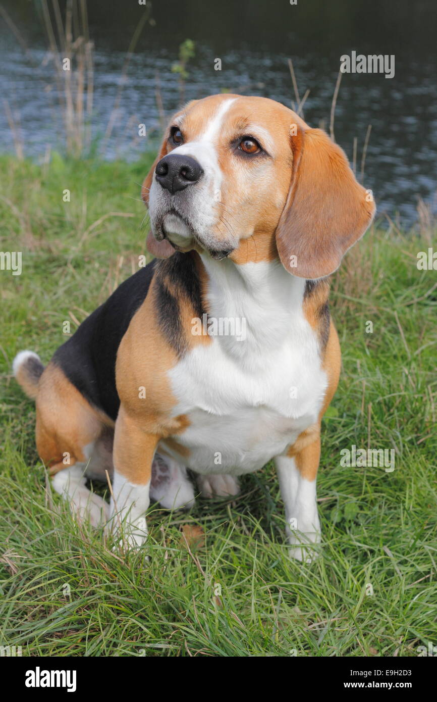 Beagle sitting on grass Stock Photo - Alamy