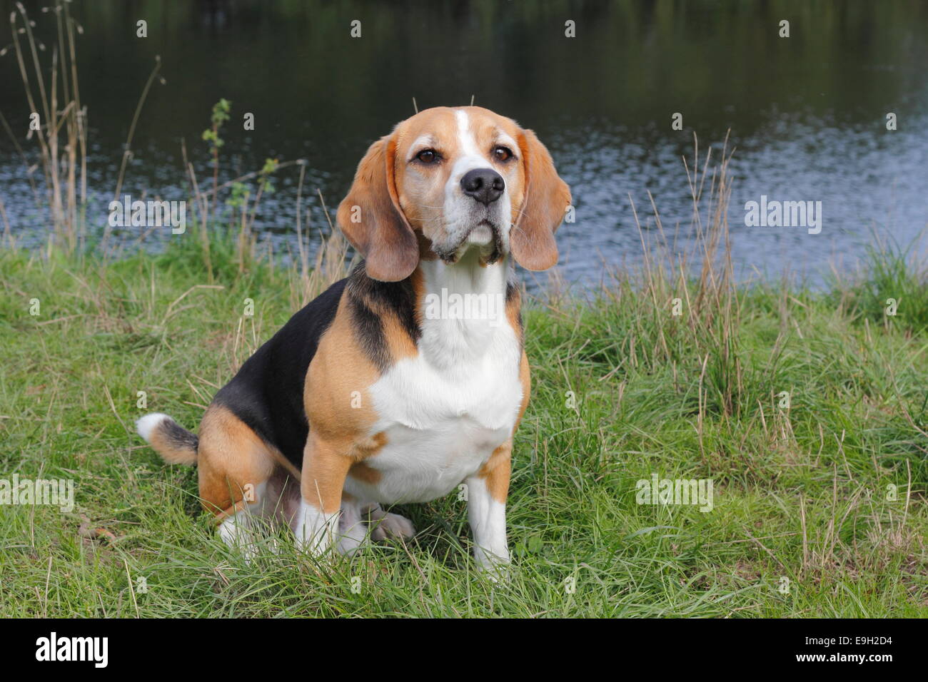 Sitting beagle hi-res stock photography and images - Alamy