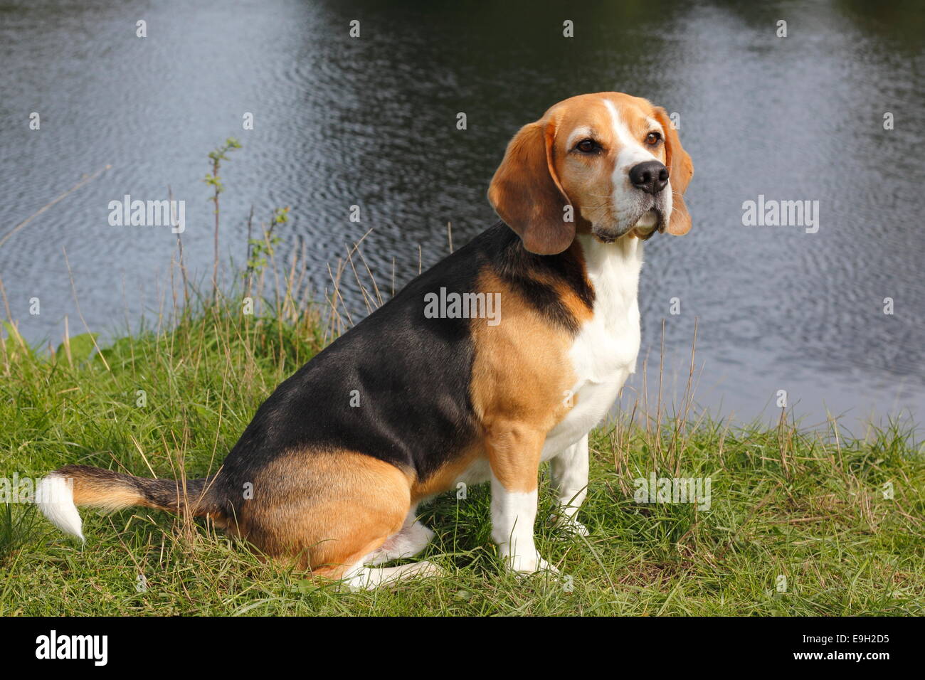 Beagle sitting on grass Stock Photo - Alamy