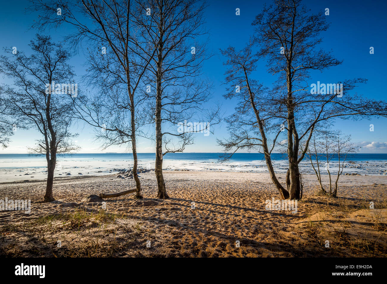 Cold day icy tree hi-res stock photography and images - Alamy