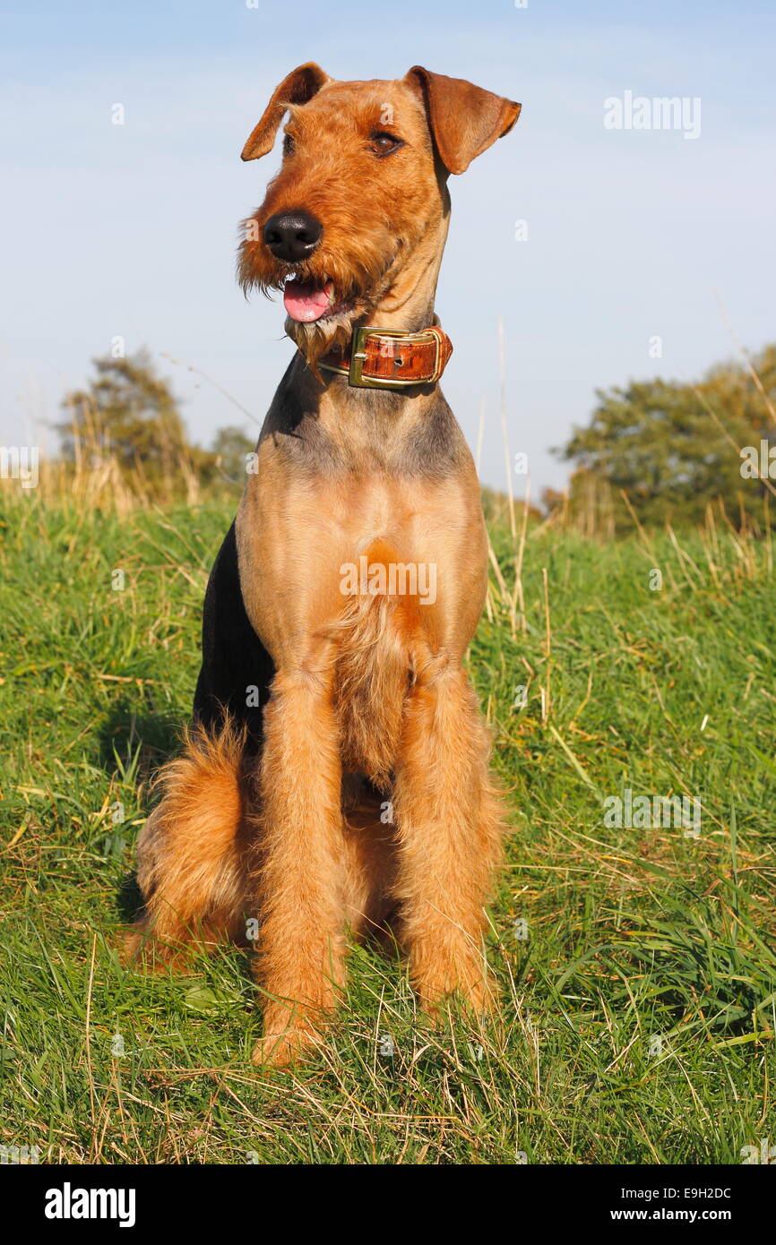 Airedale terrier sitting hi-res stock photography and images - Alamy