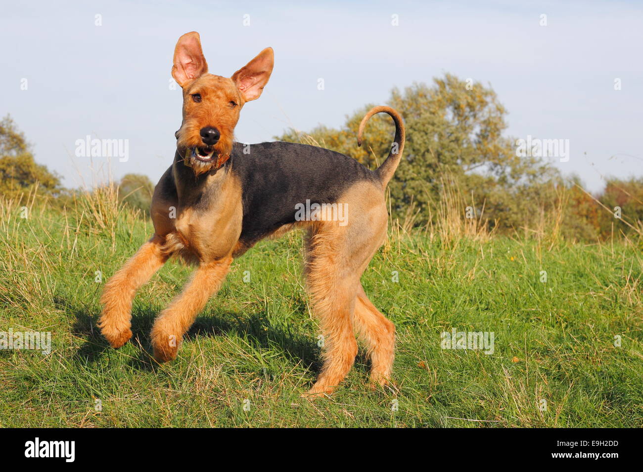 Airedale terrier hi-res stock photography and images - Alamy