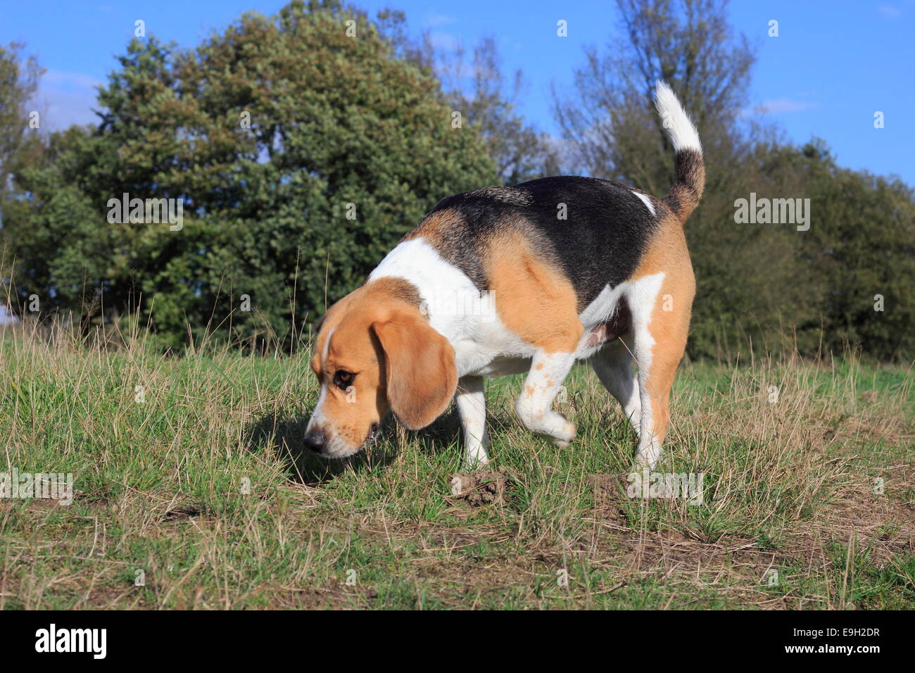 Beagle, 3 years, running across the meadow and sniffing, North Rhine ...