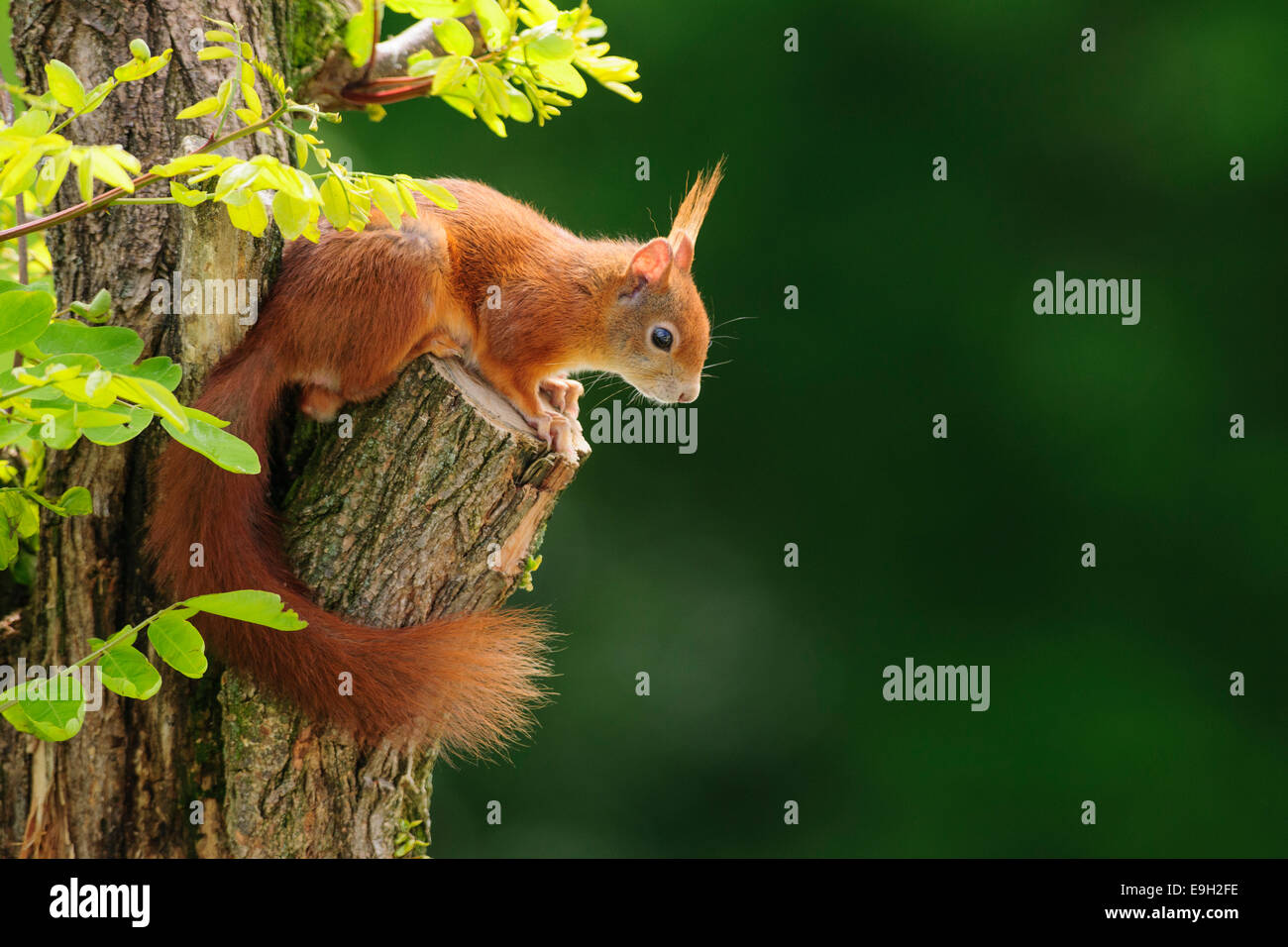 Squirrel (Sciurus vulgaris), Bavaria, Germany Stock Photo - Alamy