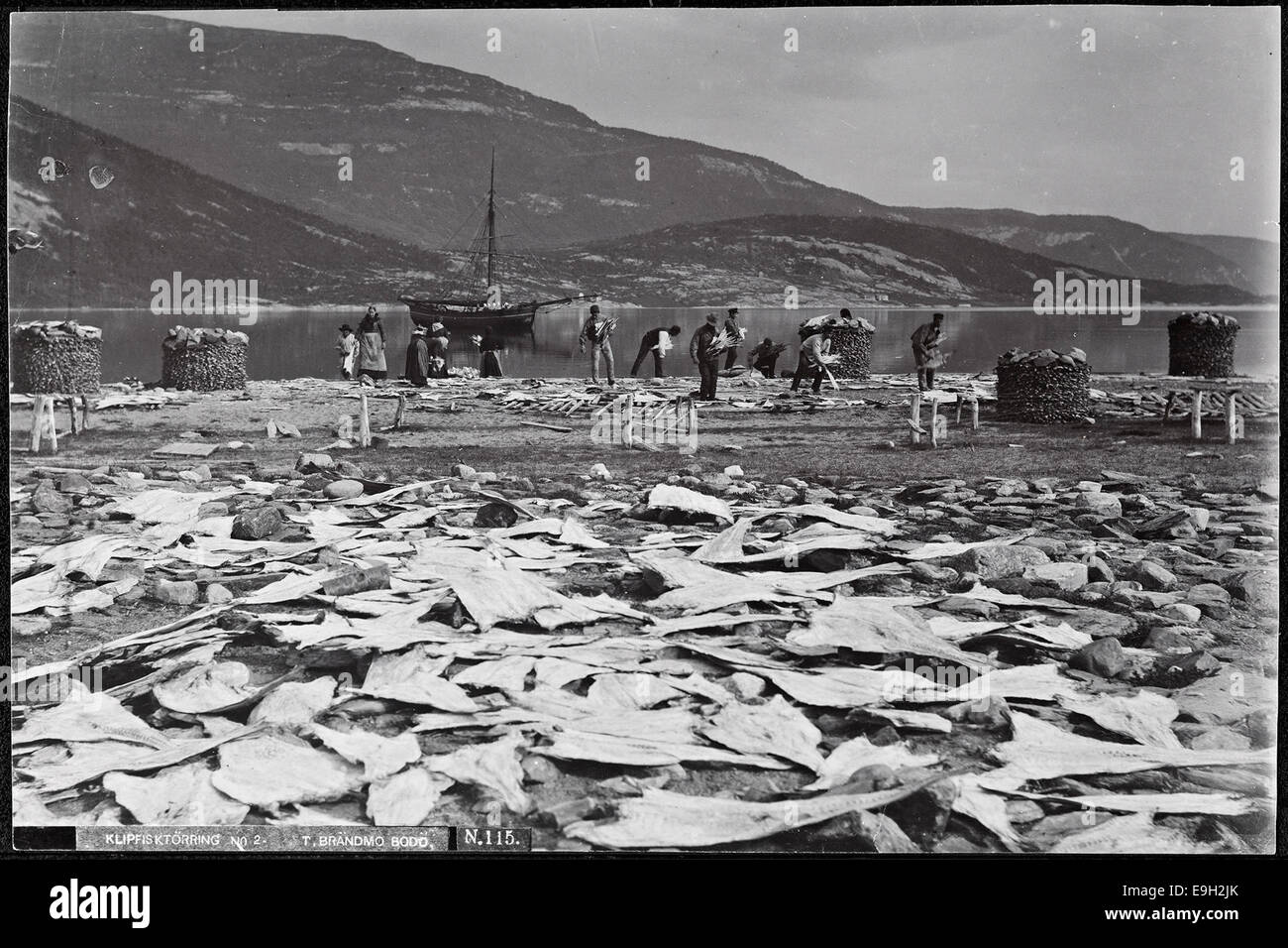 A photo of salted and dried cod (klippfisk) being processed, as ...