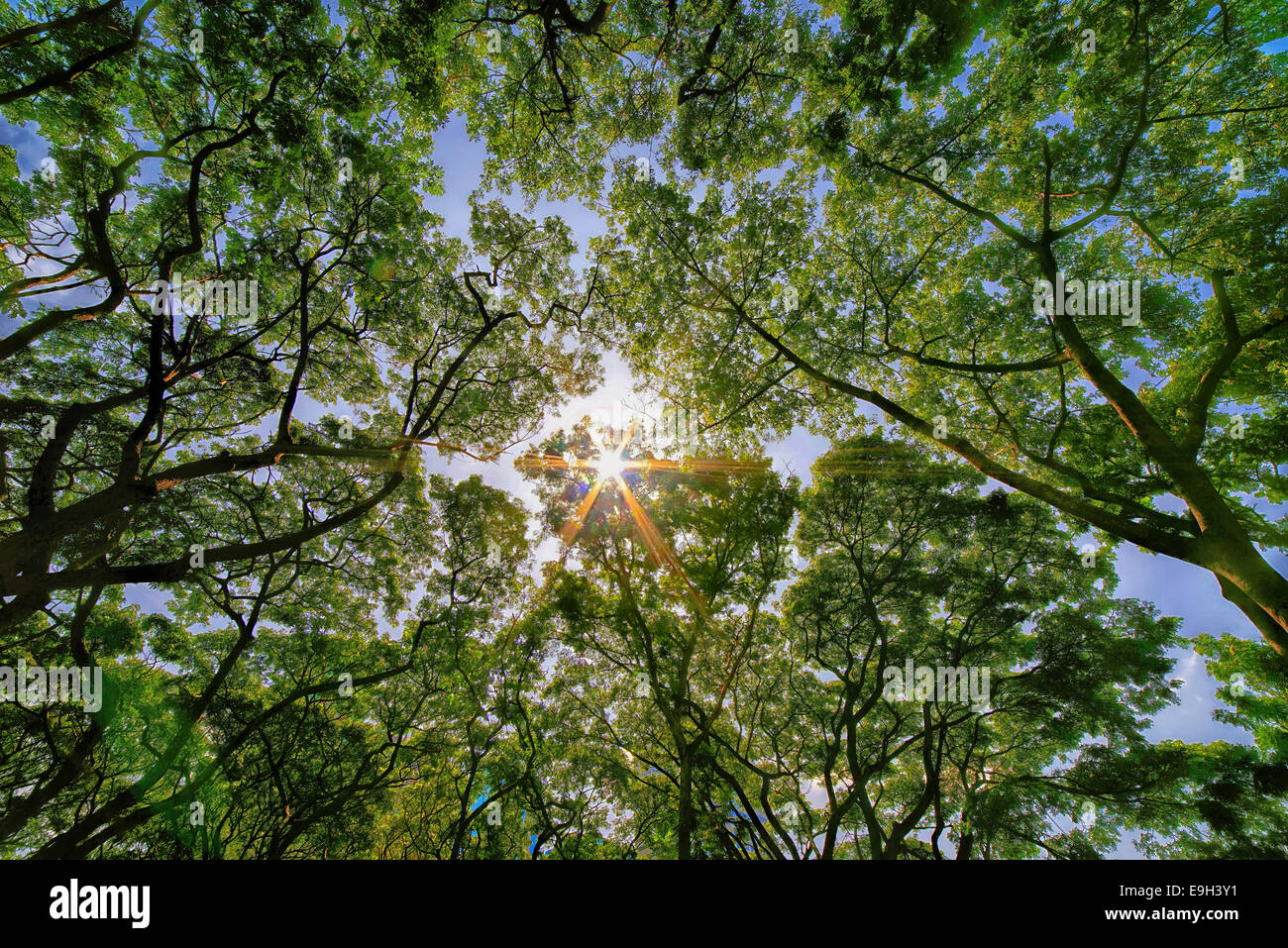 Light beam through the trees hi-res stock photography and images - Alamy