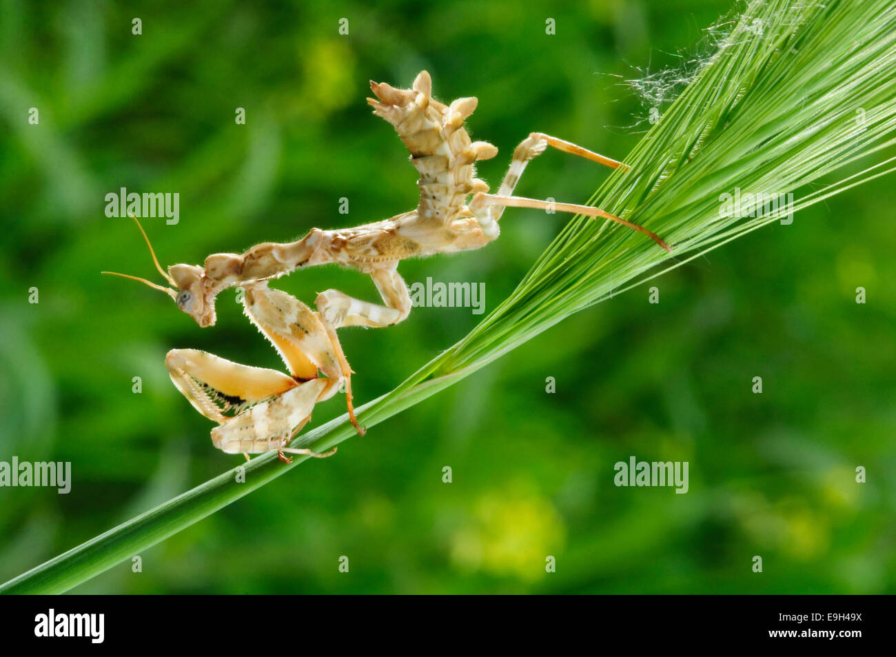 One mantis hi-res stock photography and images - Alamy