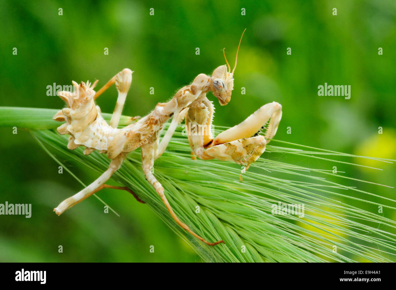 Mantis head hi-res stock photography and images - Alamy