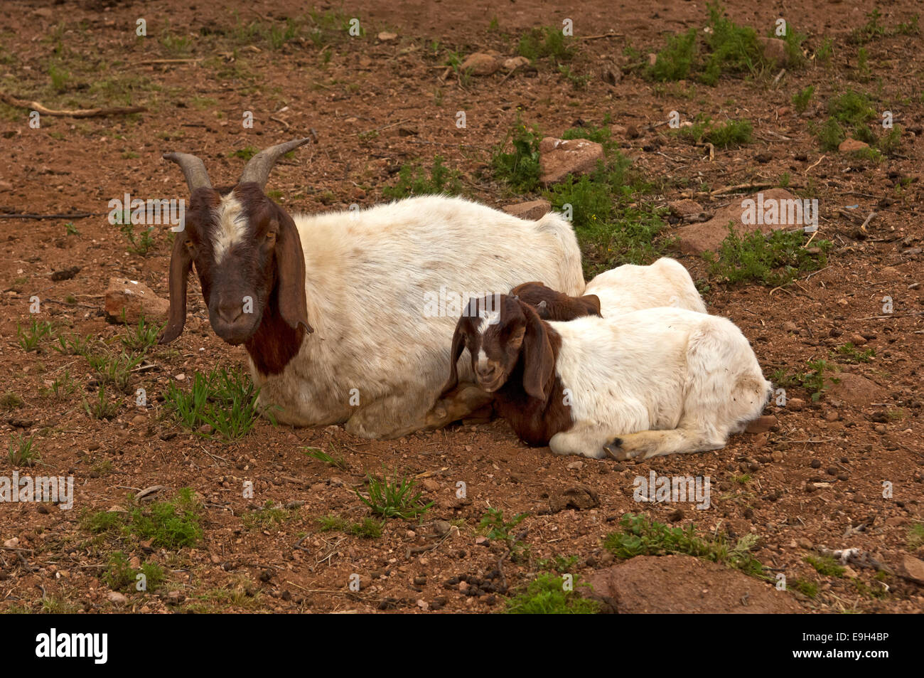 Boer Goat doe with a kid, near Kuboes, Richtersveld, Northern Cape ...