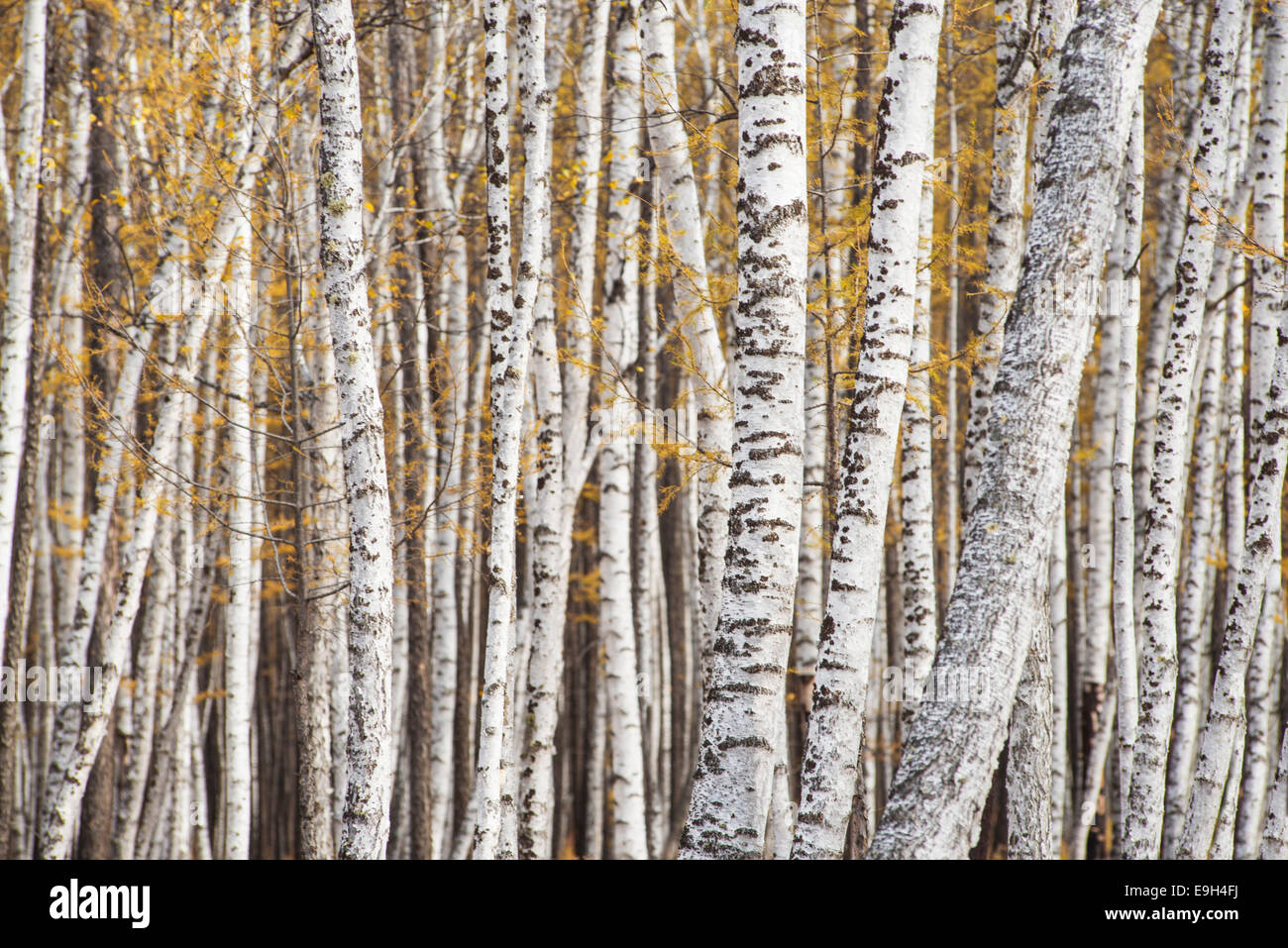 Birch tree trunks Stock Photo - Alamy