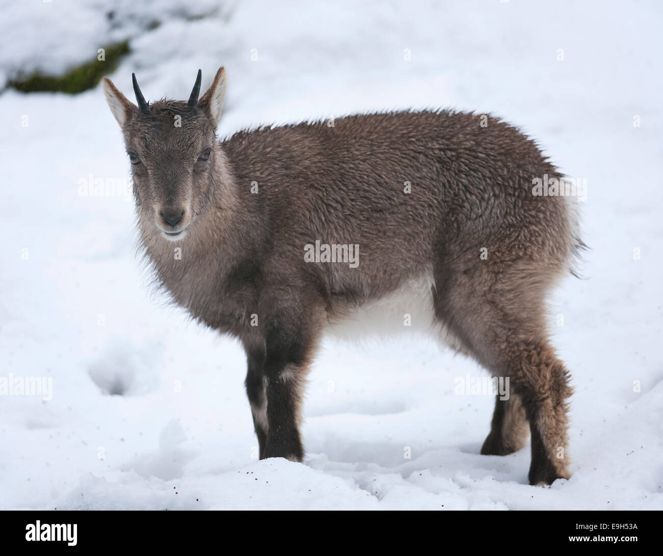 Alpine Ibex (Capra ibex), juvenile standing in the snow, captive, Hesse ...