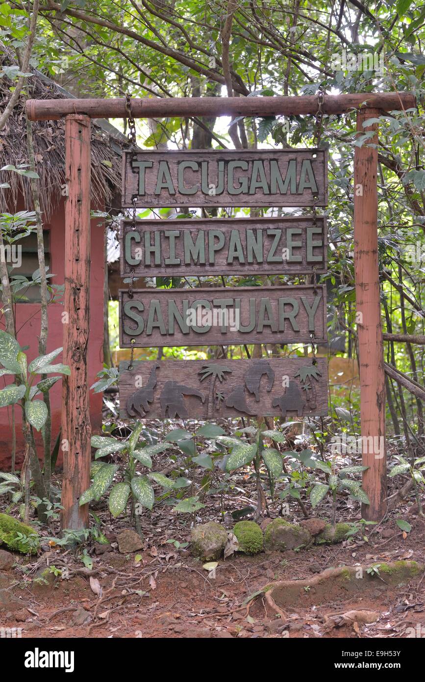 Tacugama chimpanzee sanctuary hi-res stock photography and images - Alamy