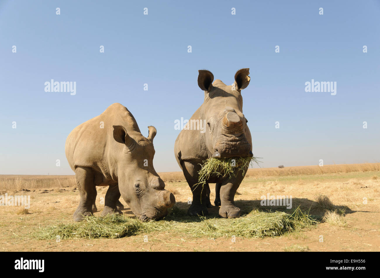 White Rhinos (Ceratotherium simum) with sawed-off horns being fed ...
