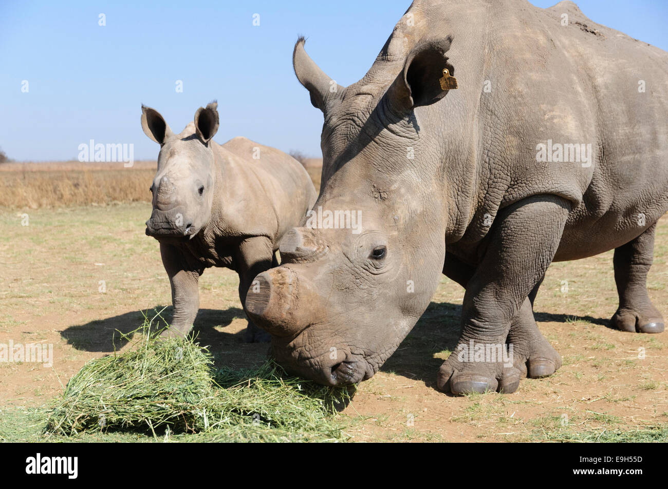 Sawed horn hi-res stock photography and images - Alamy