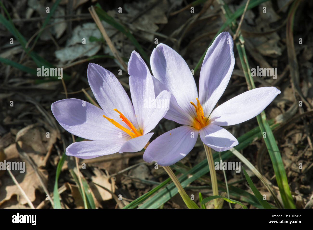 Saffron flower hi-res stock photography and images - Alamy