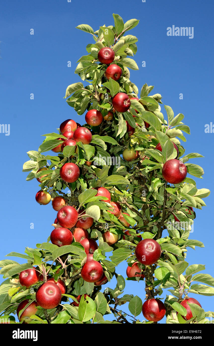 Apple tree with apples (Malus domestica), Skåne, Sweden Stock Photo - Alamy