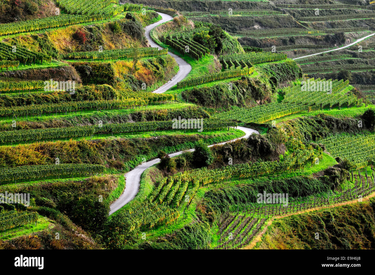 Road through vineyards in autumn, Oberbergen, Vogtsburg im Kaiserstuhl ...