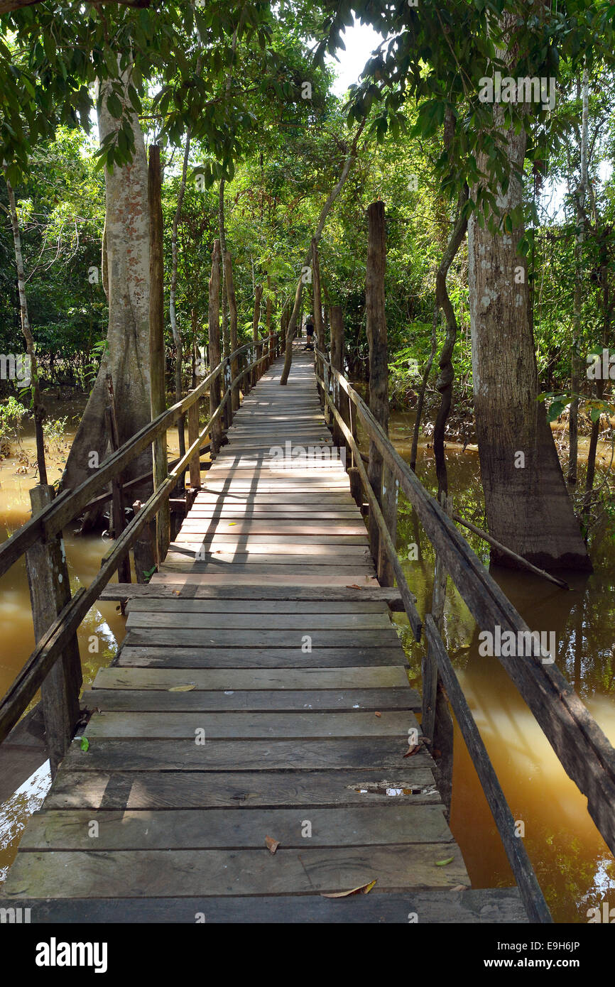 Boardwalk in the flooded forests of Várzea, Manaus, Amazonas State ...