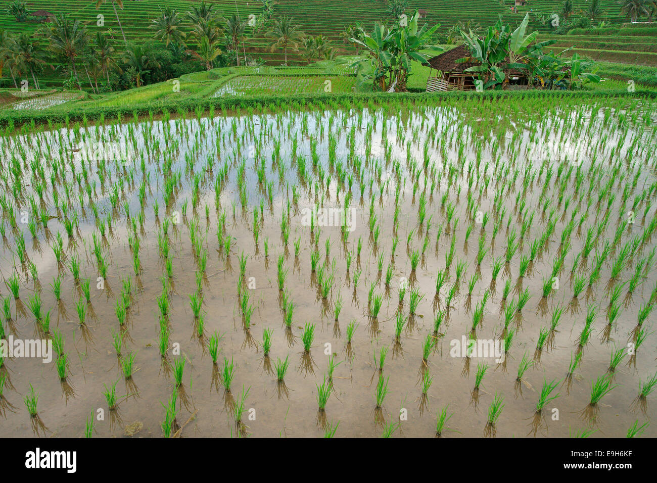 Rice terraces, Bali, Indonesia Stock Photo - Alamy