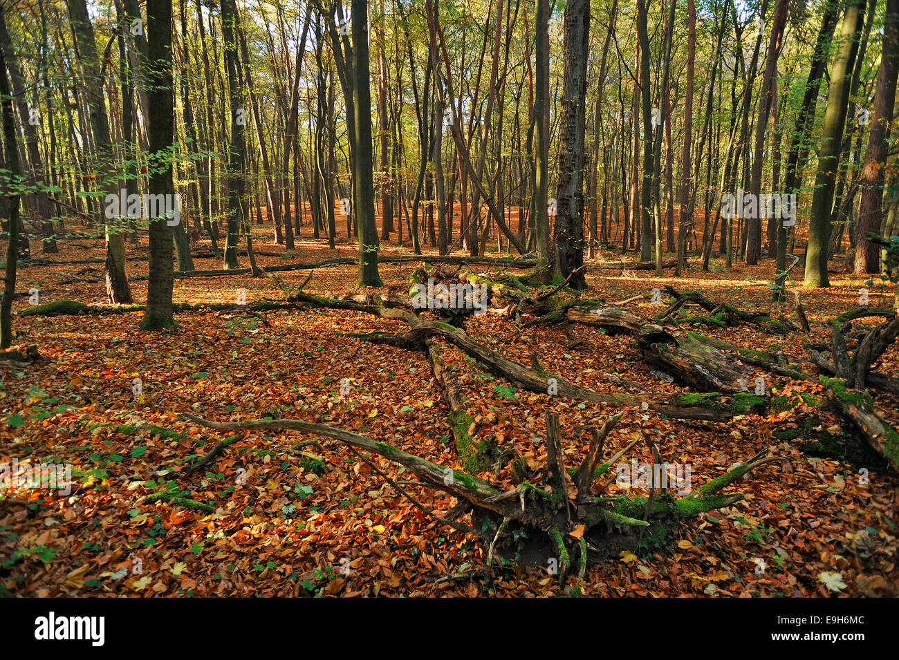 Dead trees in a natural beech forest (Fagus), Hesse, Germany Stock ...